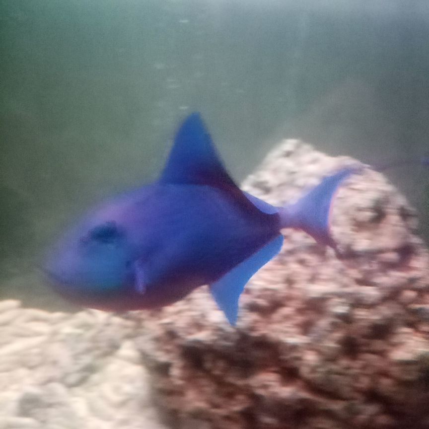 Рыба в морской аквариум