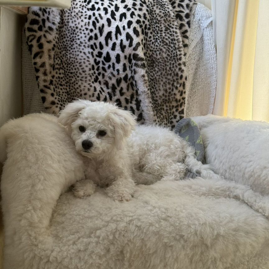 Бишон фризе 7 месяцев