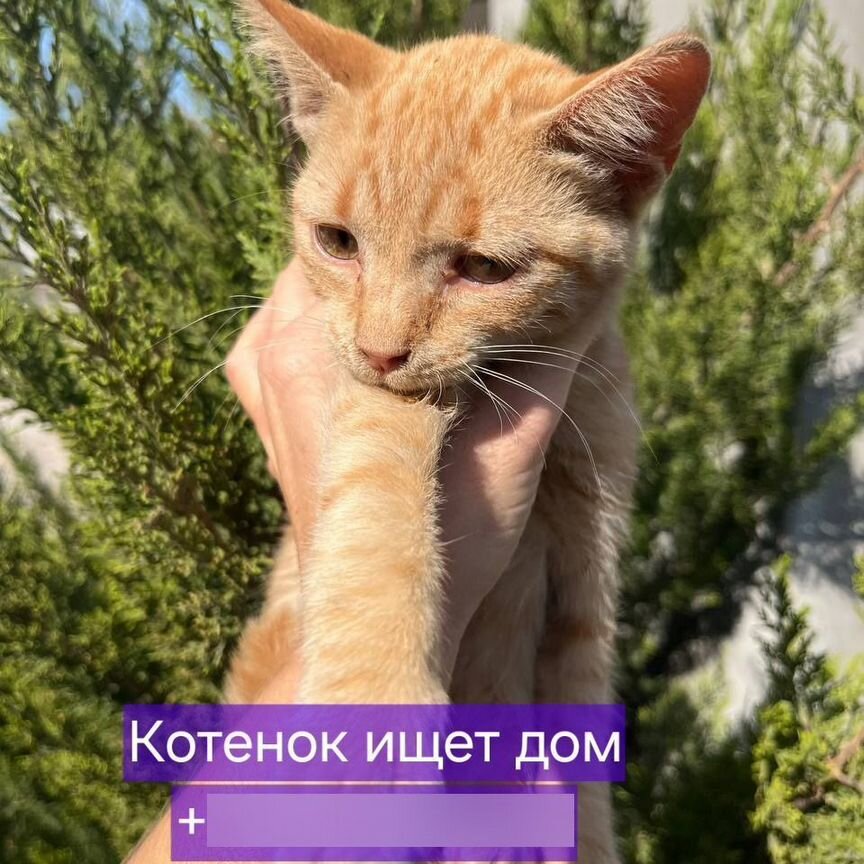 Котёнок в добрые руки