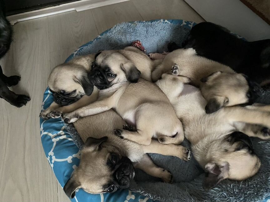 Малыши мопсята