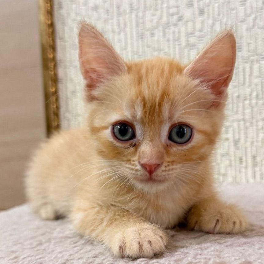 Канадский сфинкс котёнок