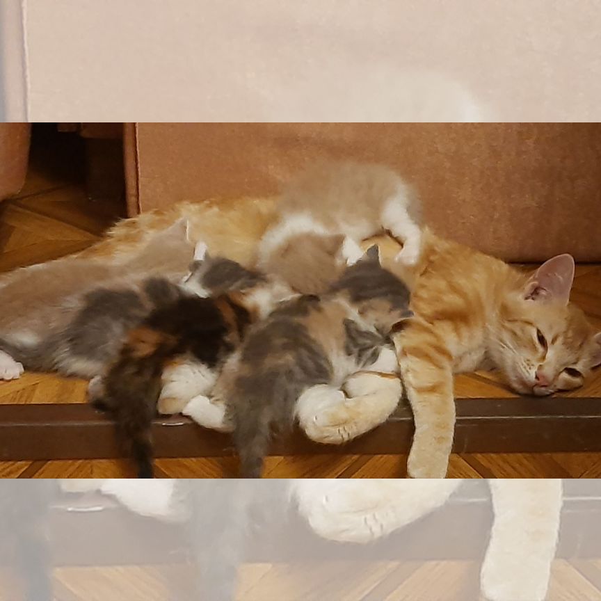 Котята