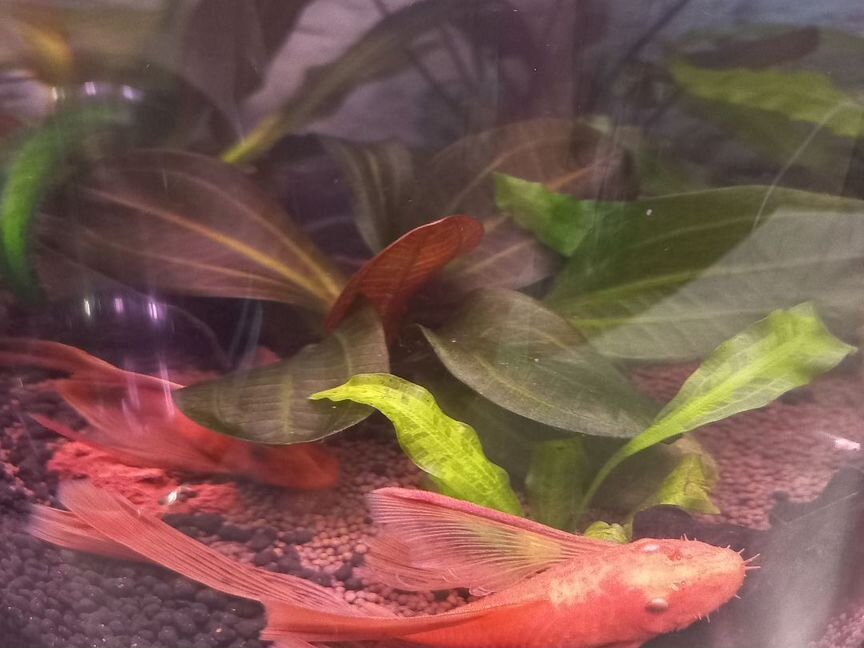 Действующий аквариум