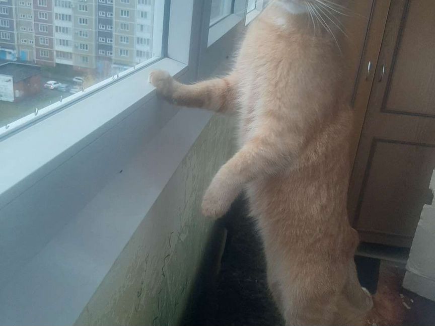 Отдам в добрые руки прекрасного дружочка