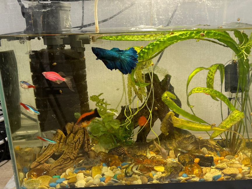 Аквариум с рыбками