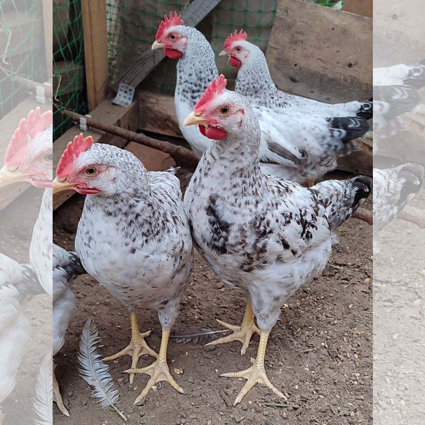 Молодые петухи