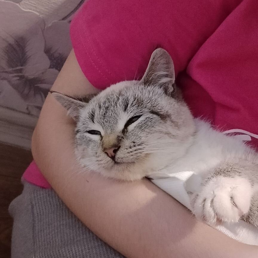 Милый котенок
