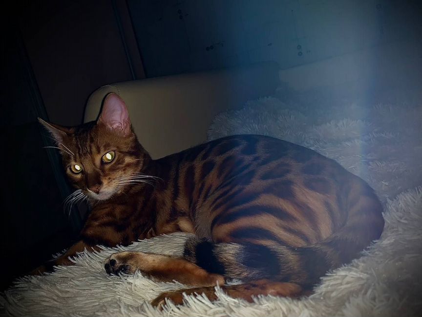 Вязка, кот бенгал