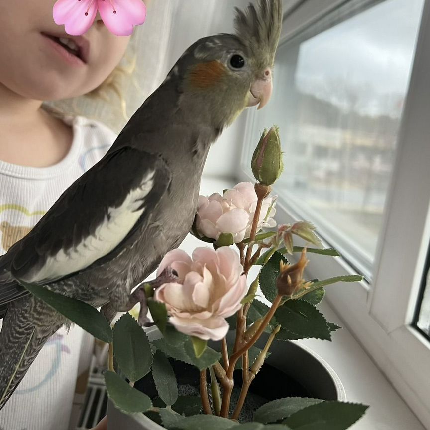 Сенечка, корелла 2 месяца