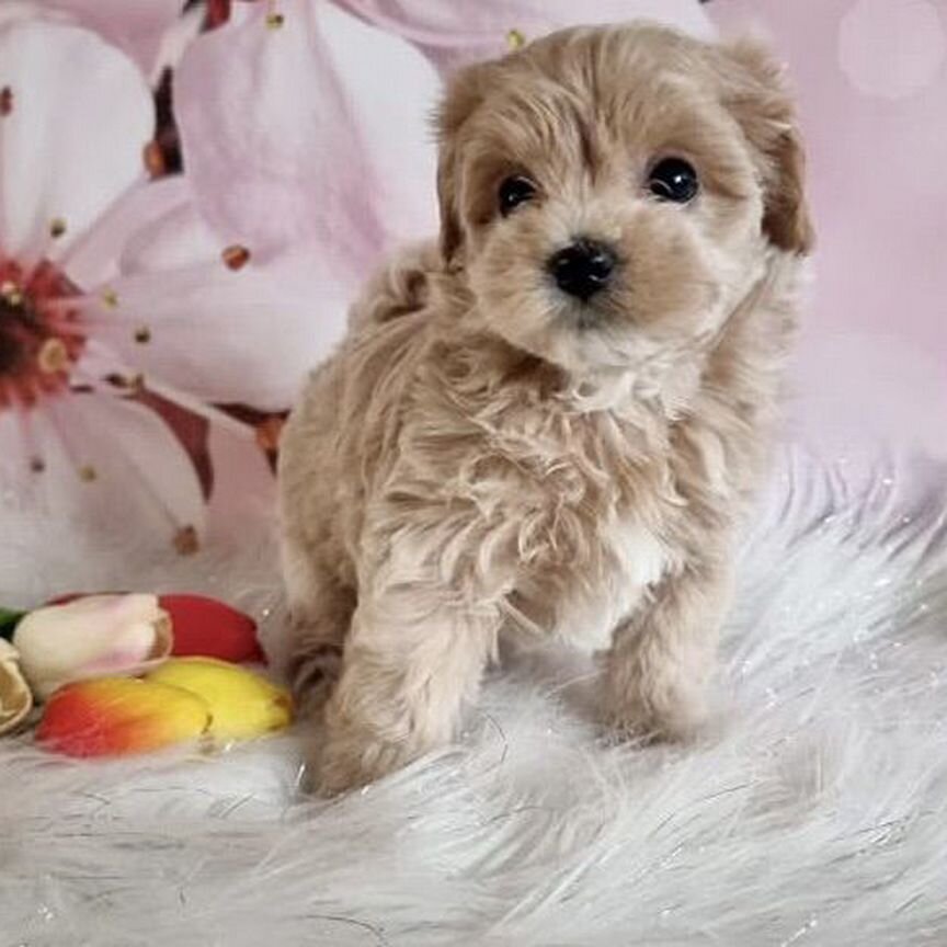 Мальтипу f1 мини baby face. Корея. Звездные крохи