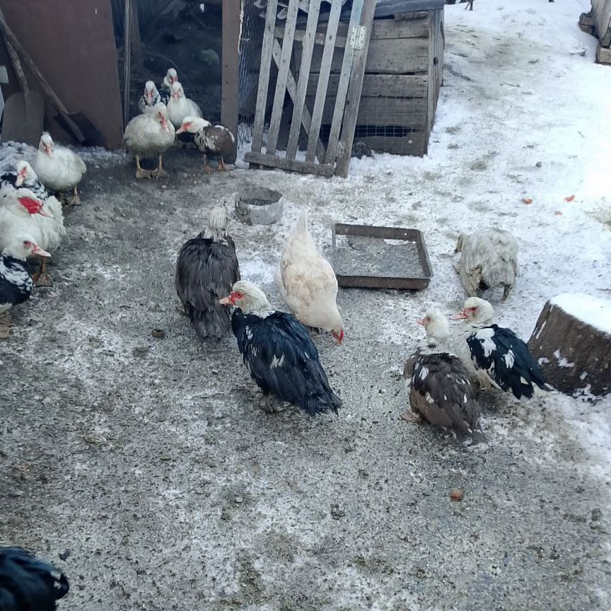 Утки шипуны