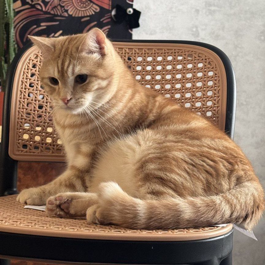 Взрослый кот в добрые руки