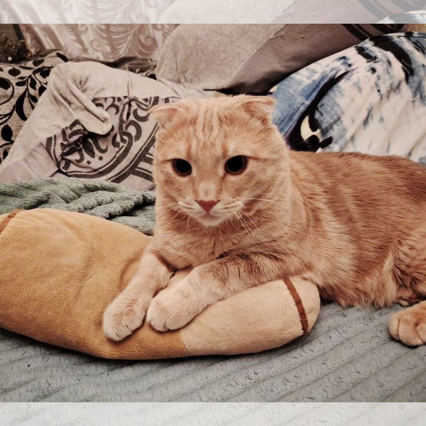 Шотландский вислоухий короткошёрстный, взрослый кот