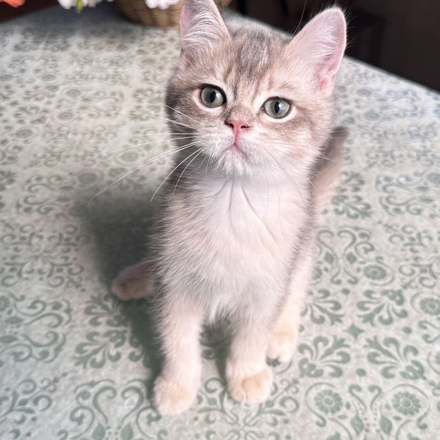 Британский мальчик голубое золото