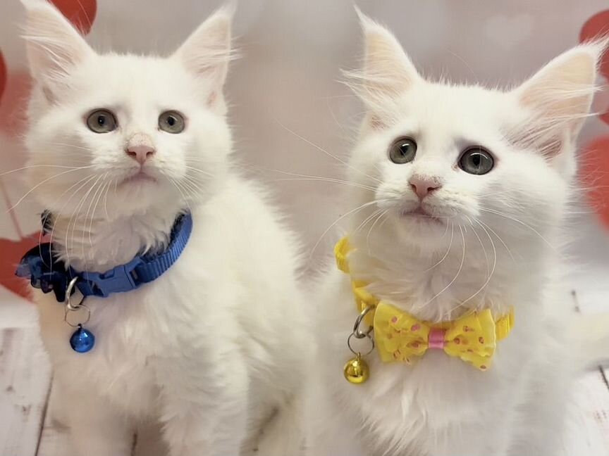 Шикарные белые котята мейн-кун