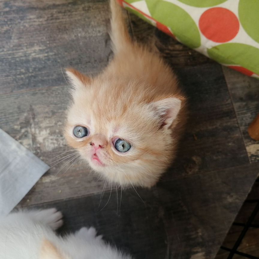 Котята экзоты