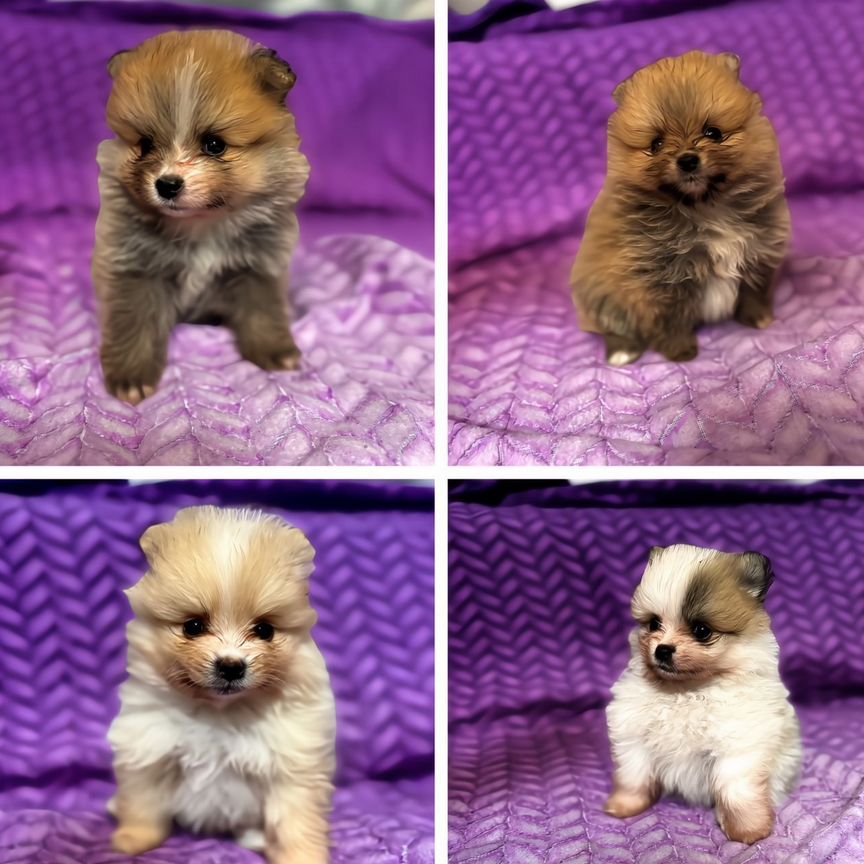 Померанский шпиц, щенок