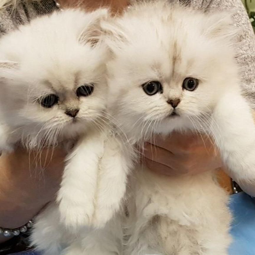 Британские котята