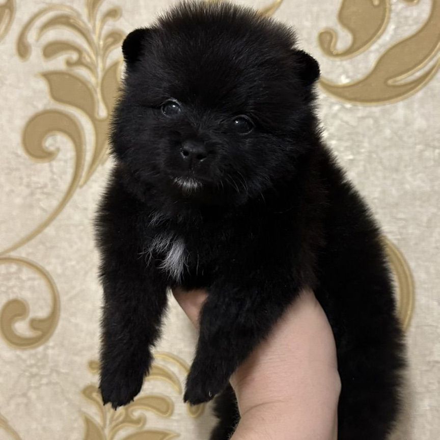 Померанский шпиц, щенок