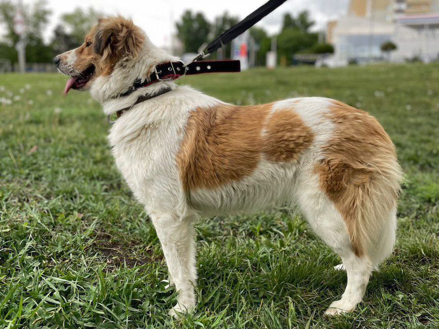 Собака в добрые руки бесплатно