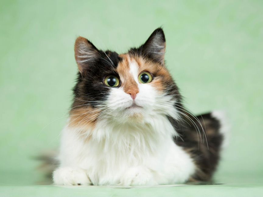 Шикарная ласковая трехцветная кошка 1 год в дар