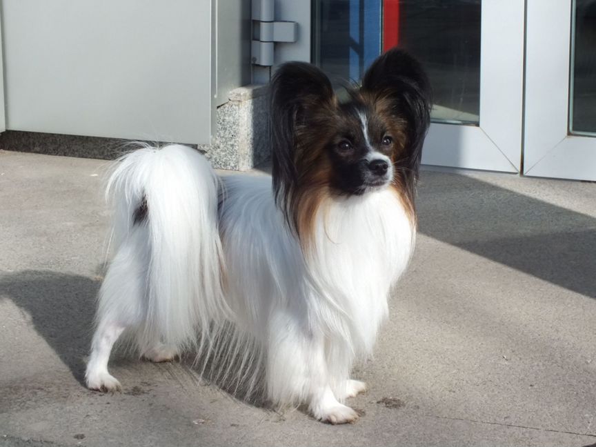 Предлагается кобель для племенного использования