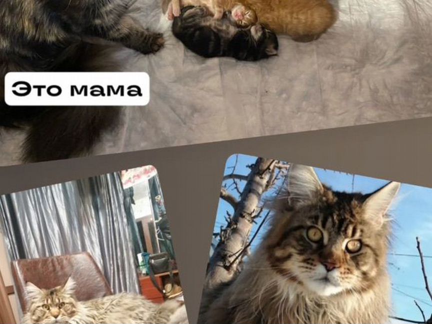 Котята мейн-кун