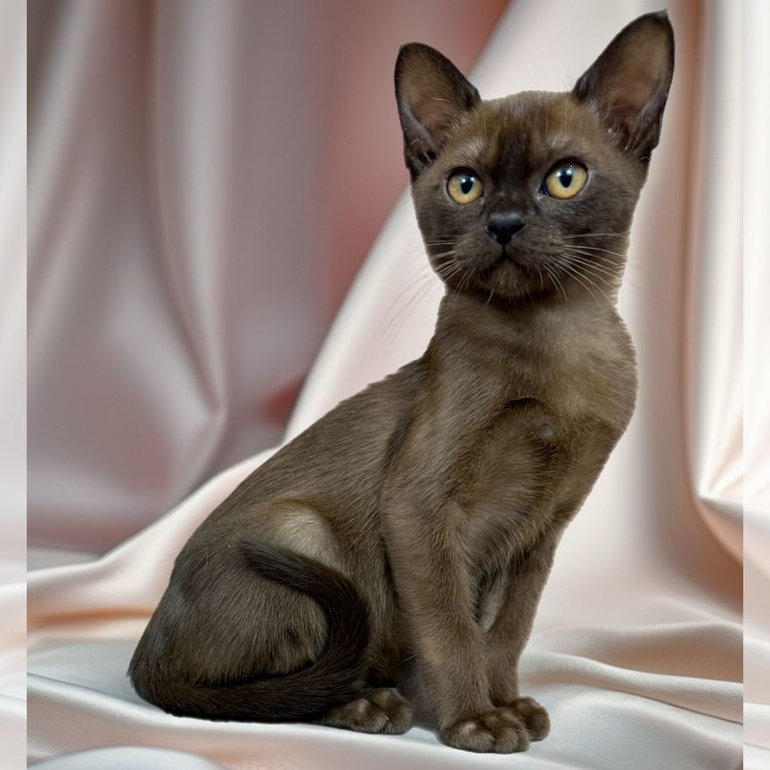 Европейский бурманский котёнок