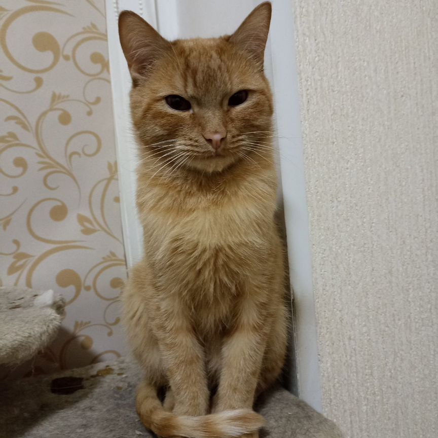 Рыжий кот