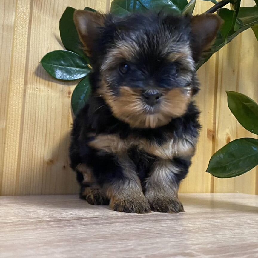 Йоркширский терьер