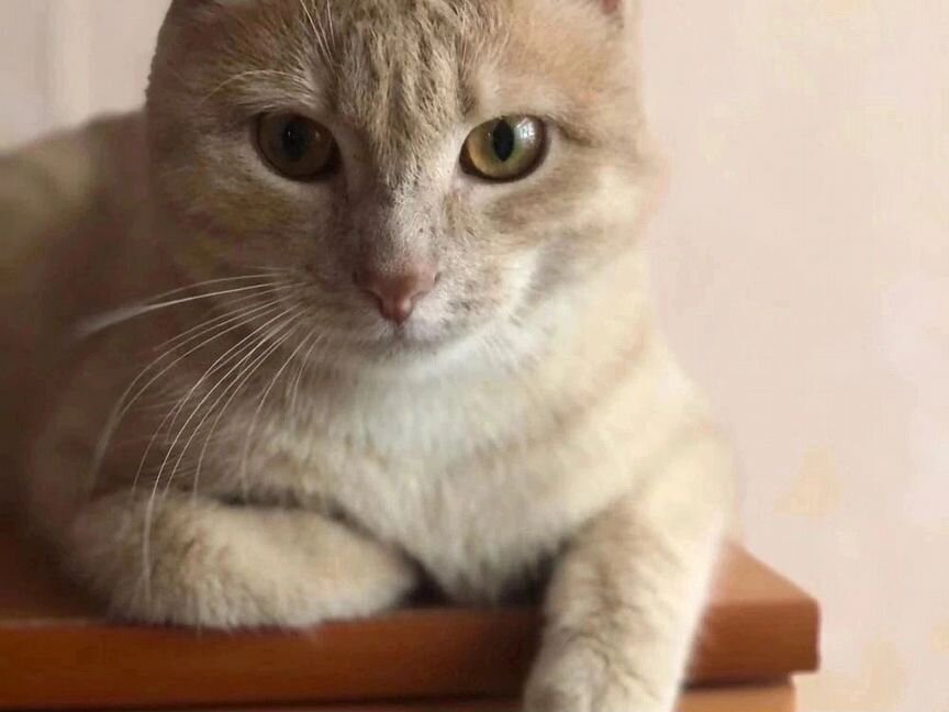 Красавчик Персик ищет дом