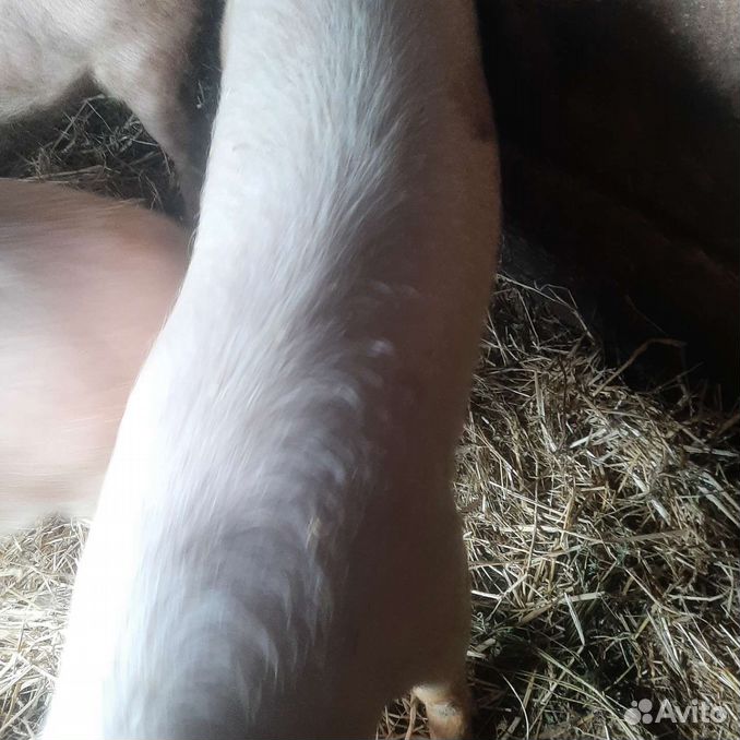 Хряк ландрас