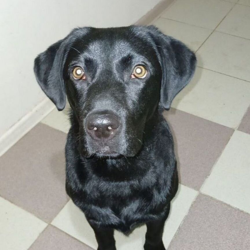 Лабрадор ищет дом