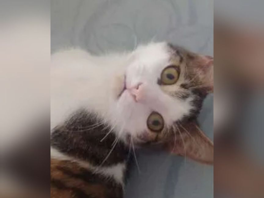 Кот помогите найти
