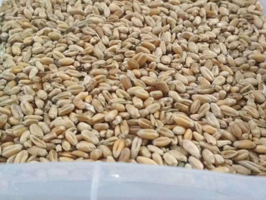 Пшеница в мешках