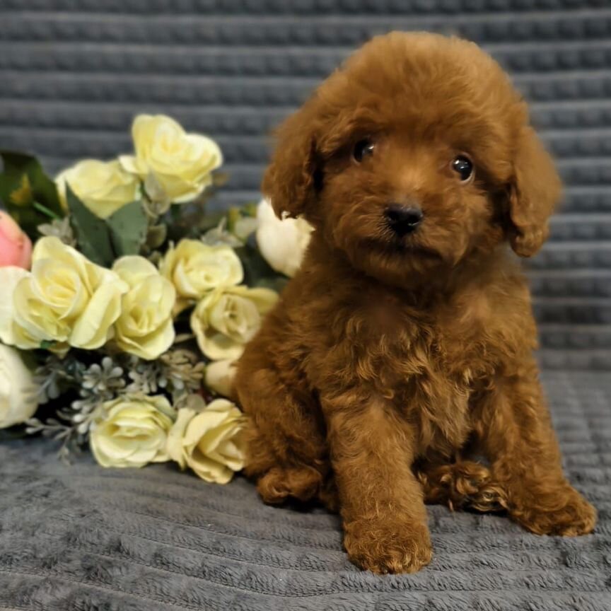 Пудель, щенок