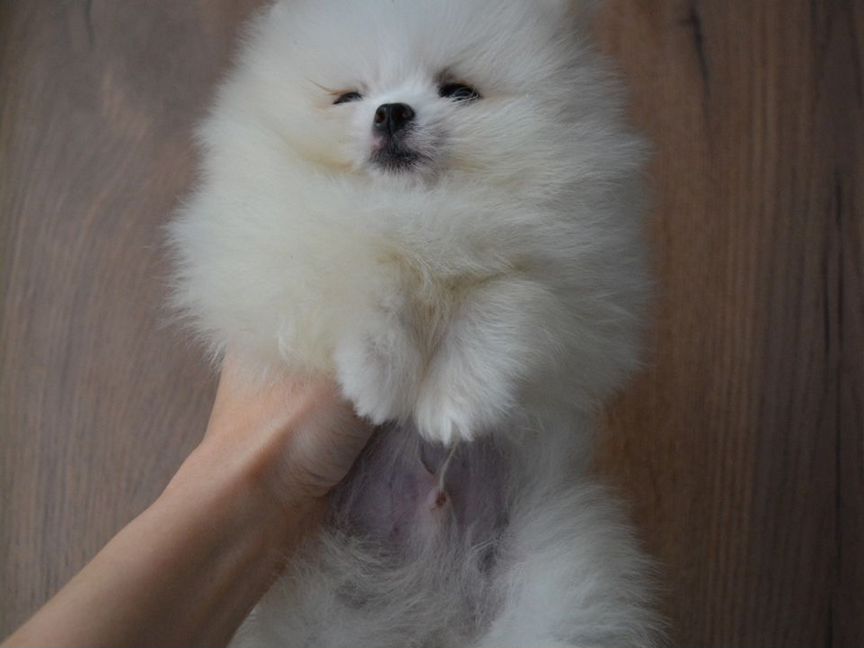 Померанский шпиц мини