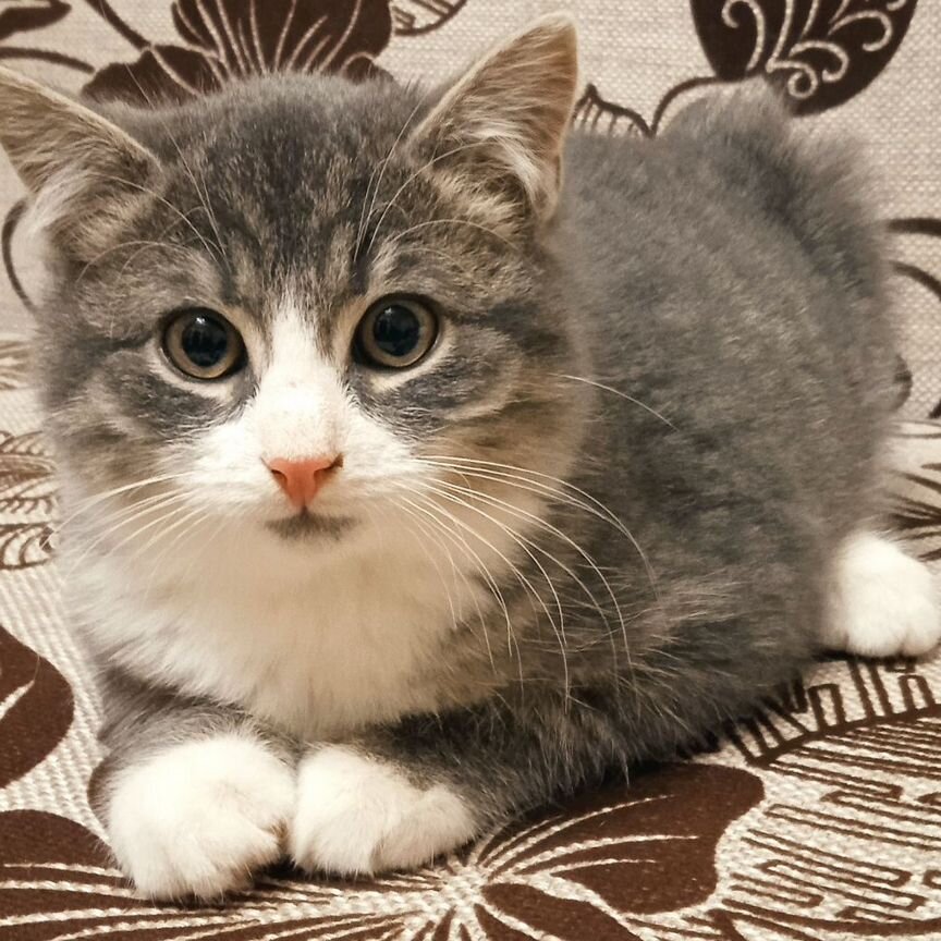 Котёнок в добрые руки