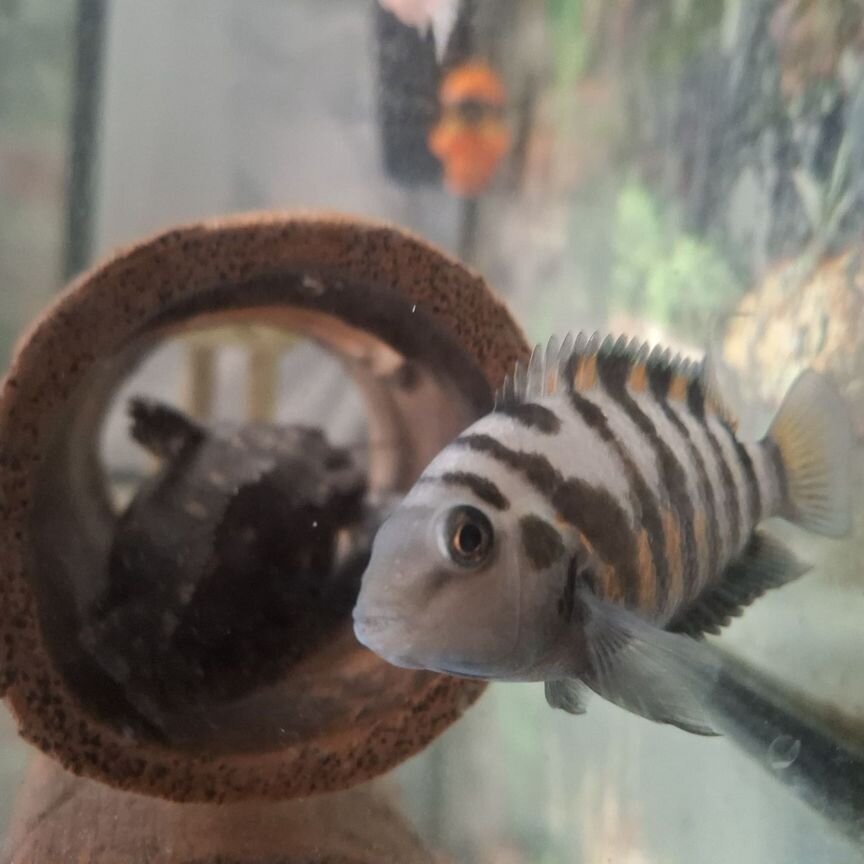 Рыбка аквариумная Цихлазома самка