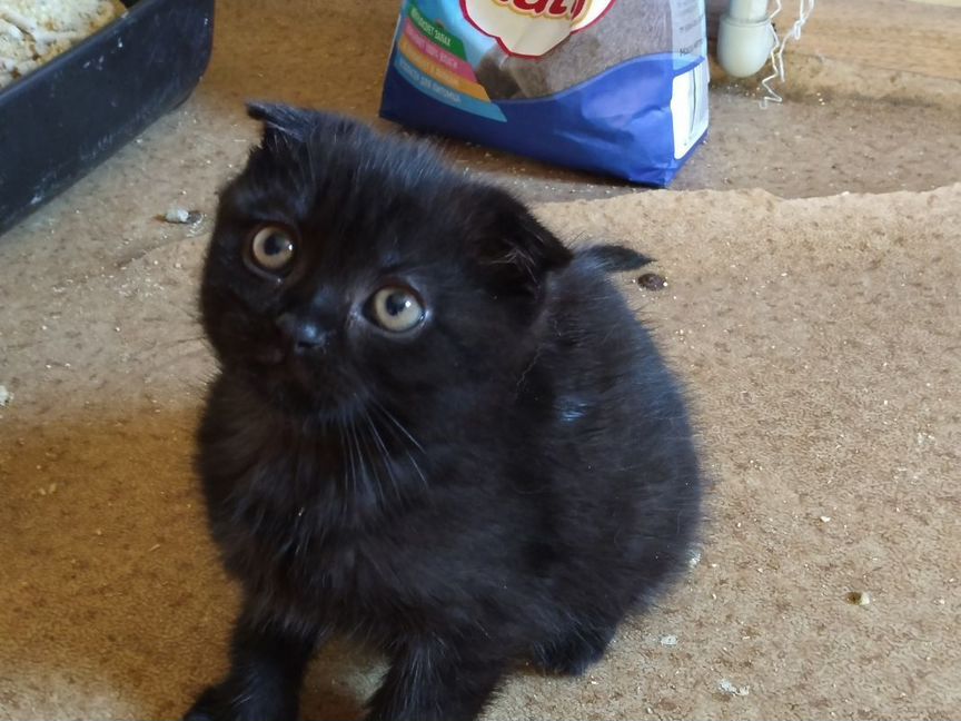 Котята экзоты в добрые руки