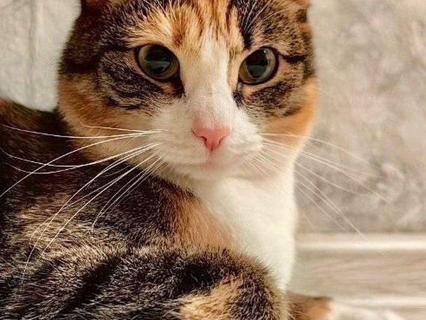 Умница и красавица