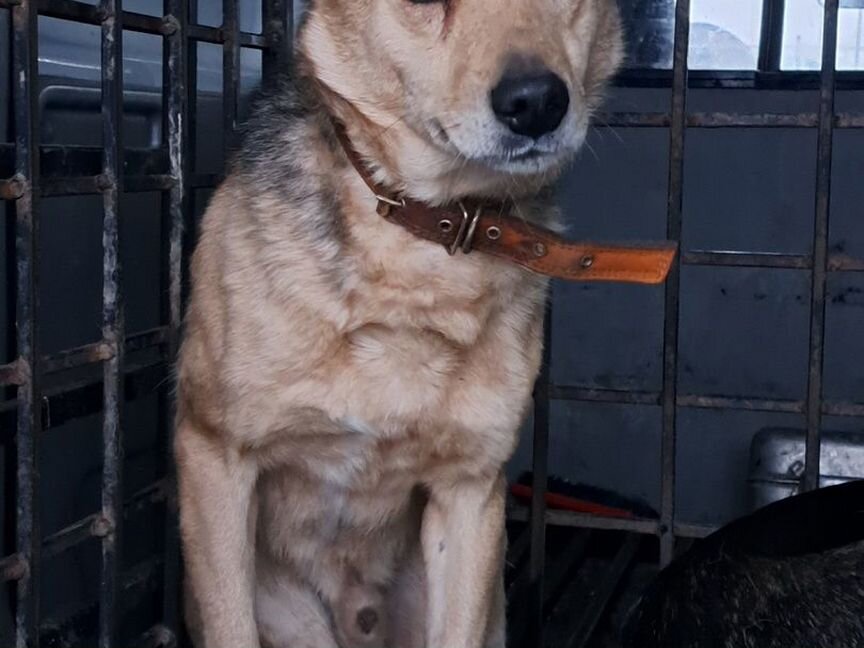 Кобель Буран в отлове в хорошую семью бесплатно