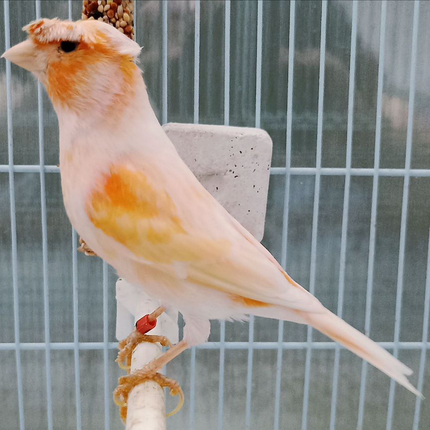 Кенар хохлатый красная мозаика липохром