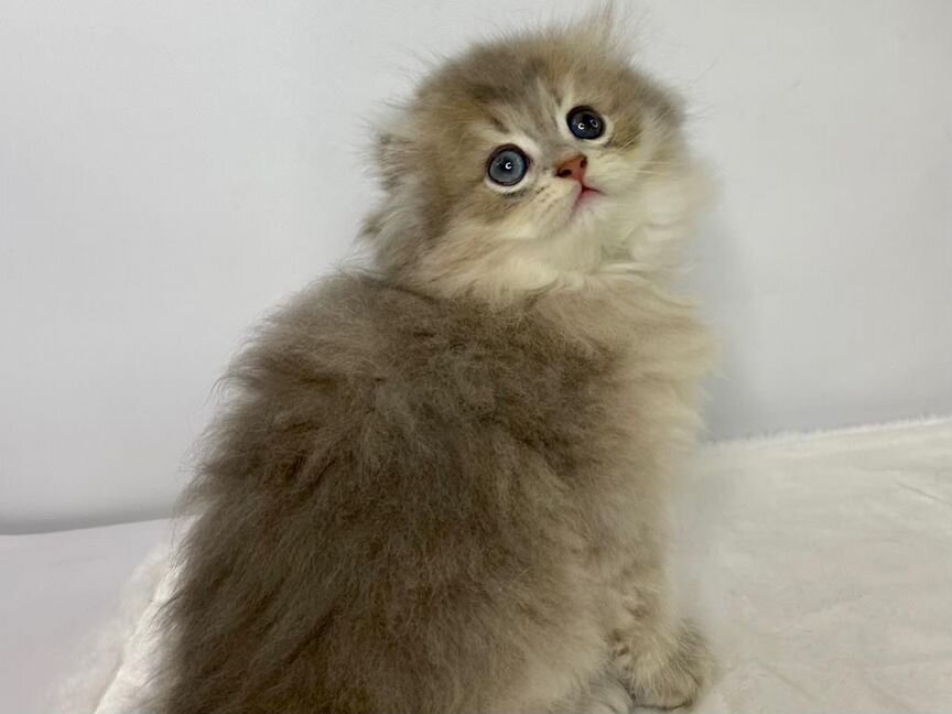 Шотландский вислоухий котик