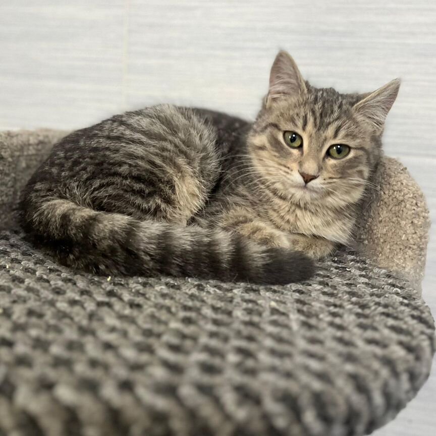 Котенок ласковая мурлыка