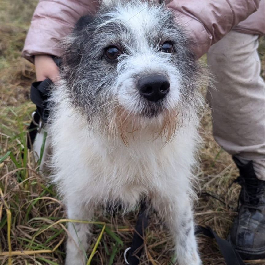 Маленький пёсик