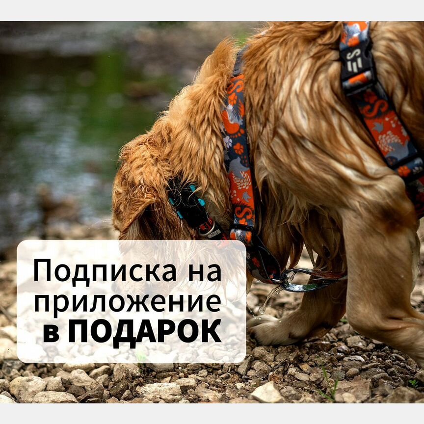 Трекер для собак Petsee