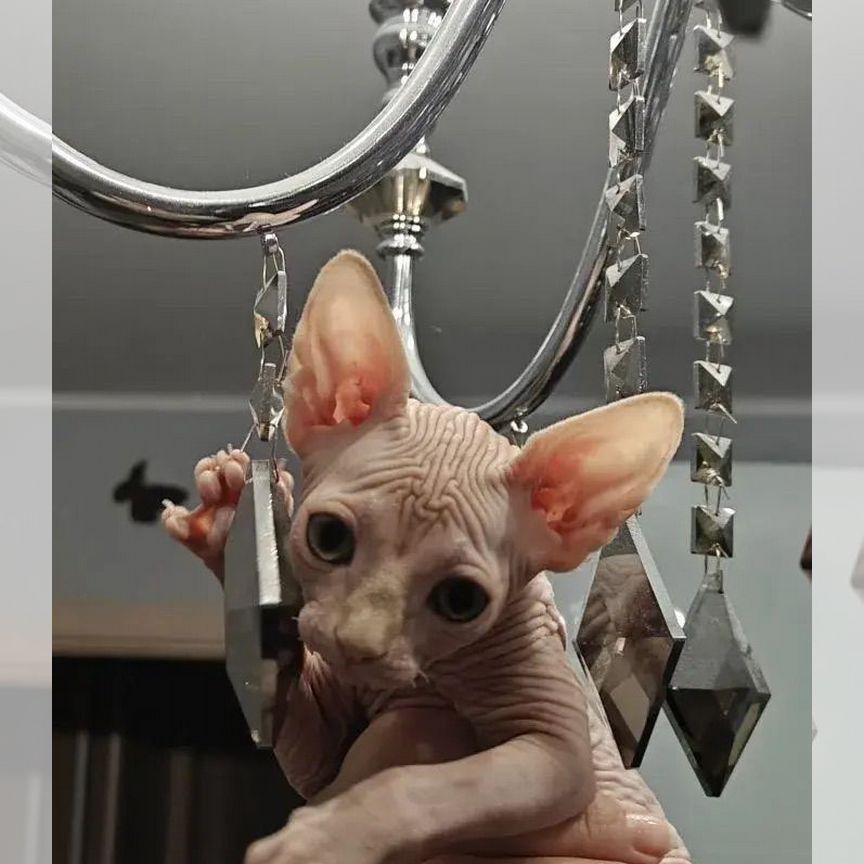 Канадский сфинкс котёнок