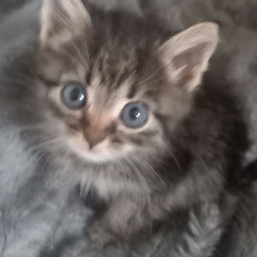 Котятки в добрые руки