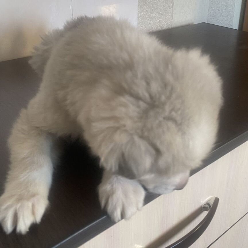 Австралийская овчарка, щенок